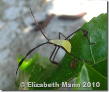 Elizabeth's Secret Garden: Insects of Costa Rica, January 14, 2010, Part 2